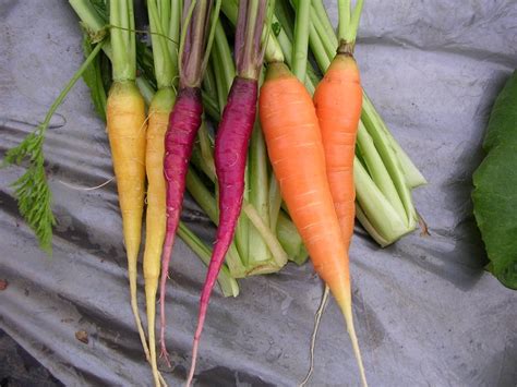 Carrot World Crops Database Carrot World Crops Database