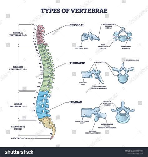 Cervical Thoracic And Lumbar Vertebrae