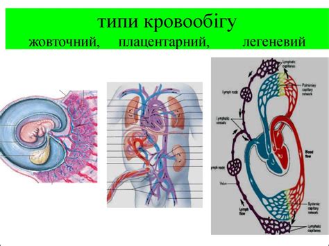 Будова та розвиток вен регіональні особливості кровопостачання органів презентация онлайн