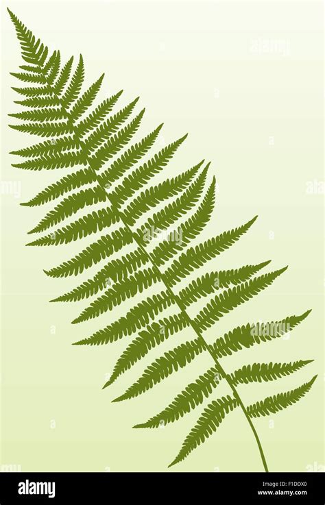 Single Fern Frond Stock Vector Image And Art Alamy