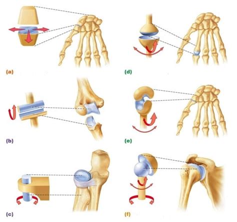 Labeled Diagram Synovial Joint At Mitsuko Chestnut Blog