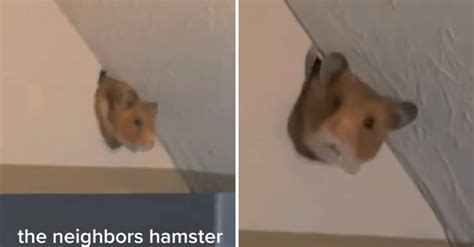 Woman Stunned As Neighbors Hamster Chews Through Wall Into Her Apartment