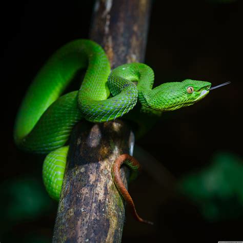 Green Tree Viper Wallpaper