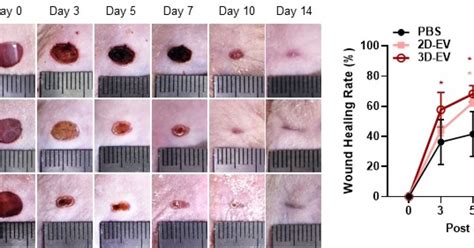 생명연 줄기세포 이용 상처 재생 돕는 3차원 피부 상피 모델 개발