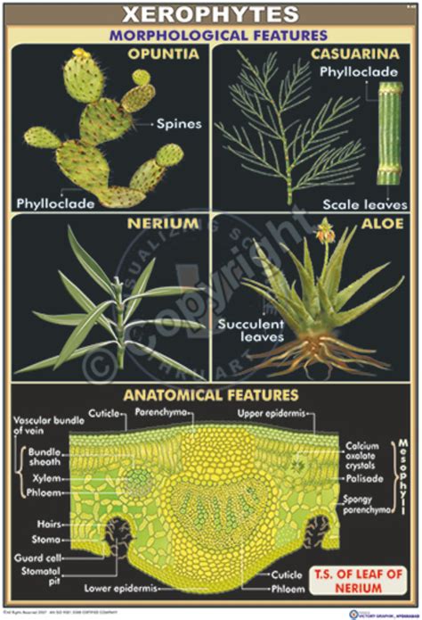 Victory Graphik B 62 Xerophytes Morphological Fetures
