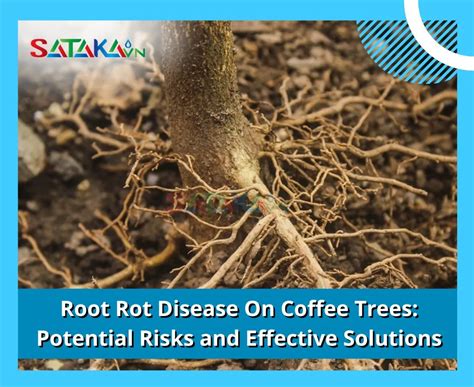 Root Rot Disease On Coffee Trees Potential Risks And Effective Solutions