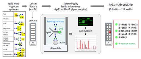 Fda Announced High Throughput Glycan Profiling Analysis With A 9 Lectin
