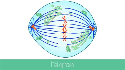Is Cytokinesis Part Of Mitosis Your Biology Questions Answered Transtutor Blog