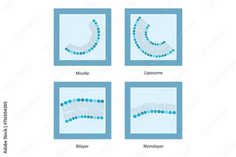 Diagram Showing Phospholipid Structures Liposome Micelle Monolayer And Bilayer Blue