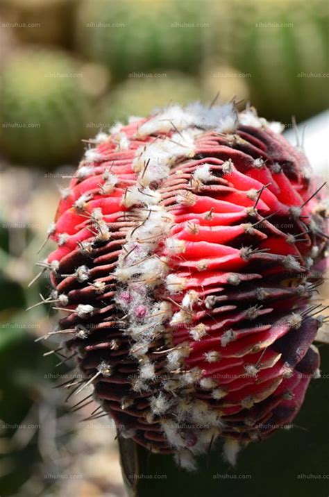 绯牡丹图片 植物风景的绯牡丹图片大全 花卉网