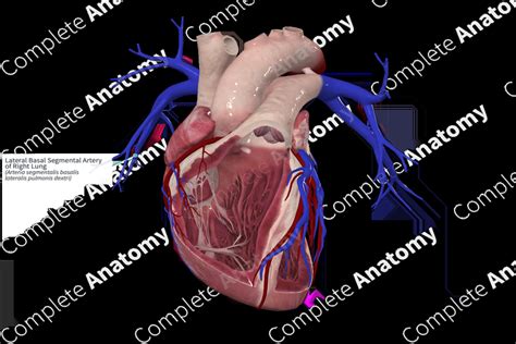 Lateral Basal Segmental Artery Of Right Lung Complete Anatomy