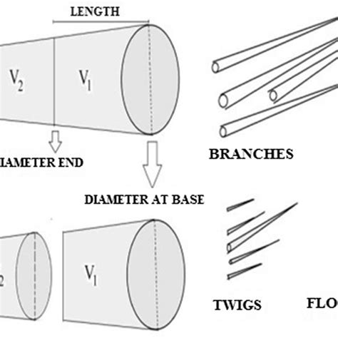 The Divisions Of Sample Tree Fraction Download Scientific Diagram