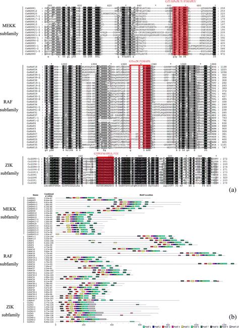 Sequence Alignment And Motif Analysis Of Csmapkkks The Detailed