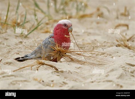 Galah Eolophus Roseicapilla Known As The Rose Breasted Cockatoo