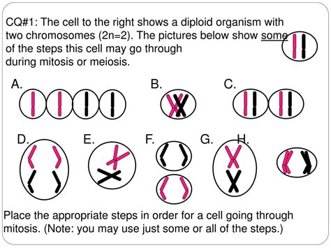 PPT SPECIALIZED SEX CELLS PowerPoint Presentation Free Download ID