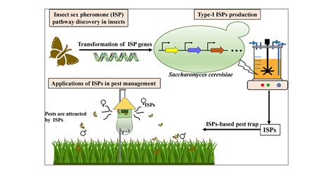 Contemplating Bioproduction Of Type I Insect Sex Pheromones In Saccharomyces Cerevisiae Acs
