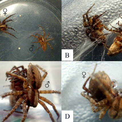 Sexual Behavior Of The Funnel Web Spider H Curta A Paired Virgin Download Scientific