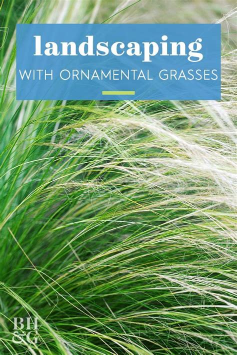 24 Of The Prettiest Ornamental Grasses For Your Garden Artofit