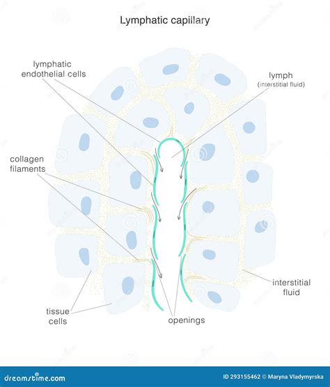 The Lymph System Structure Of The Terminal End Of Lymphatic Capillary And Surrounding Tissue