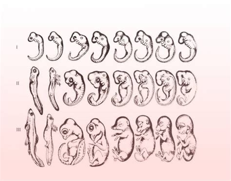 Comparative Embryology Haeckel Quiz Worksheets Library