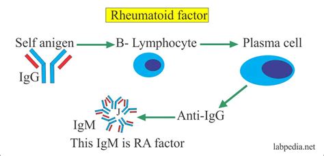 Rheumatoid Factor Rf Rheumatoid Arthritis Factor Ra Factor