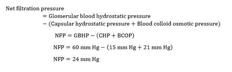 Solved 3 Calculate A Numerical Value For Net Filtration Pressure In