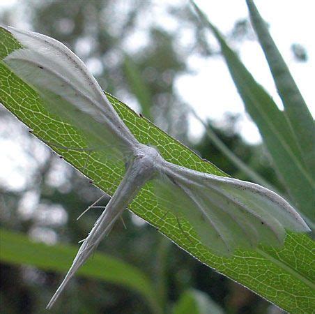 Plume Moth Moths Lepidoptera Pterophoridae Britannica