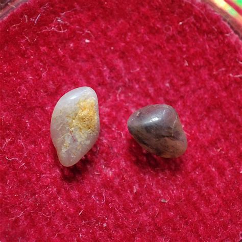 พระธาตุ หลวงพ่อคง ธมฺมโชโต วัดบางกะพ้อม Shopee Thailand