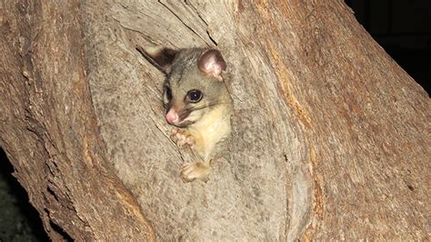 Importance Of Tree Hollows Wildlife Mountain Australia