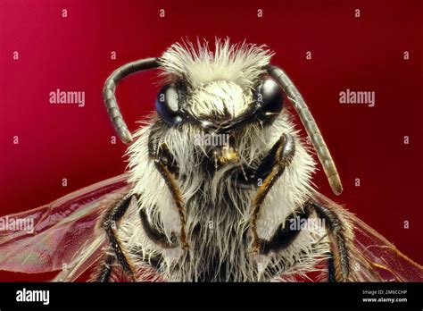 Grey Mining Bee On Red Background Andrena Cineraria Linnaeus 1758