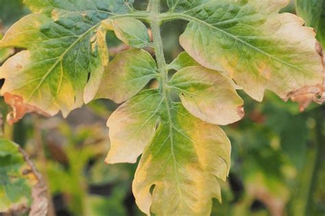 12 Plant Nutrient Deficiency Symptoms And How To Fix Them