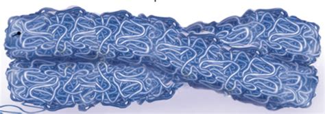 Ch 8 Cellular Reproduction Flashcards Quizlet