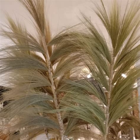 Exotic Tall Straw Grass Fronds Canggu And Co