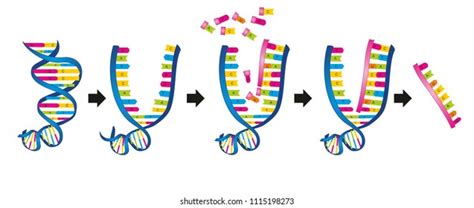 508 Dna Single Strand Images Stock Photos Vectors Shutterstock