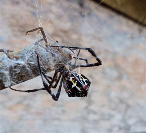 This Is A Photo Of A Spider Trapping A Grasshopper Stock Image Image