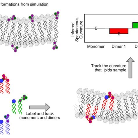a cartoon illustrating the curvature coupled redistribution ccr download scientific diagram