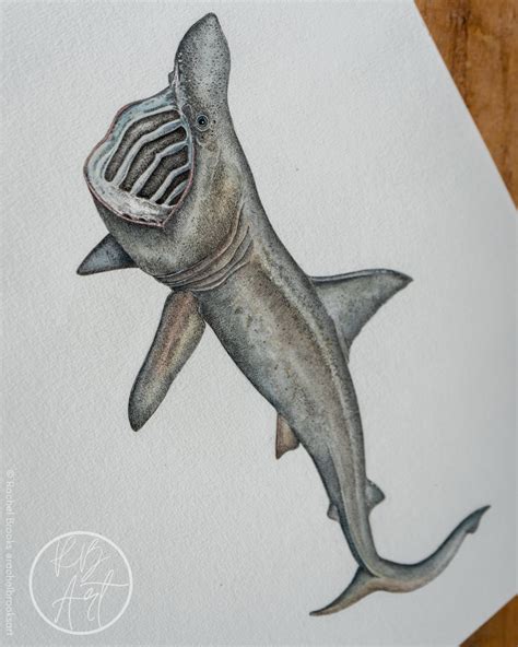 Mozambique Great White Shark Drawing 510 Sand Tiger Shark Stock