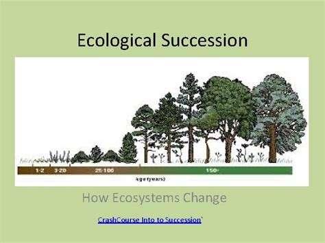 Ecological Succession How Ecosystems Change Crash Course Into