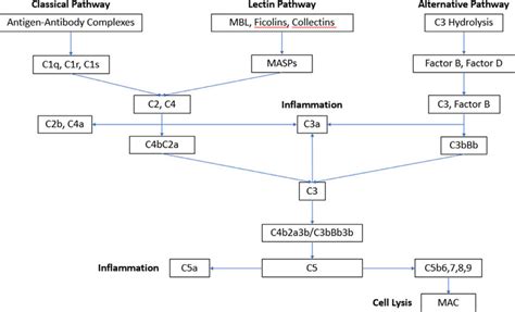 Simple Overview Of The Three Complement Pathways Classical Lectin Download Scientific