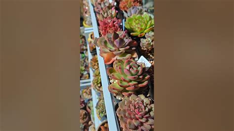 이른봄에 베란다 다육들 다육이 Succulent 베란다다육이 박지현 Youtube