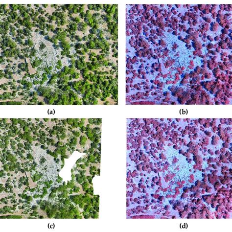 Data Terrain Models Constructed After Vegetation Filtering Produced