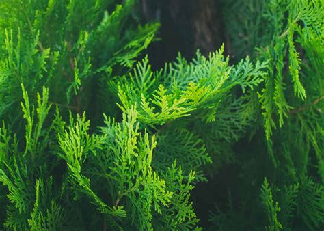 Evergreen Shrubs For Wet Areas Shade Loving Shrubs For Wet Soil