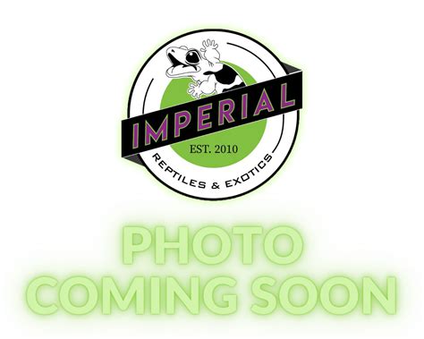 Banana Clown Ball Python For Sale Imperial Reptiles Imperial Reptiles And Exotics