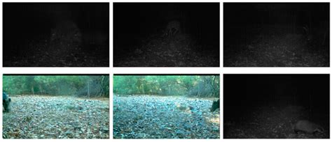 Intelligent Detection Method For Wildlife Based On Deep Learning