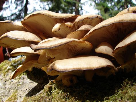Win Win Ancient Fungus That Ended Coal Formation Could Boost Biofuel