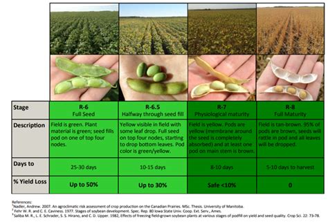 Soybean Pod Stages Guide To Soybean Growth Stages Mississippi State