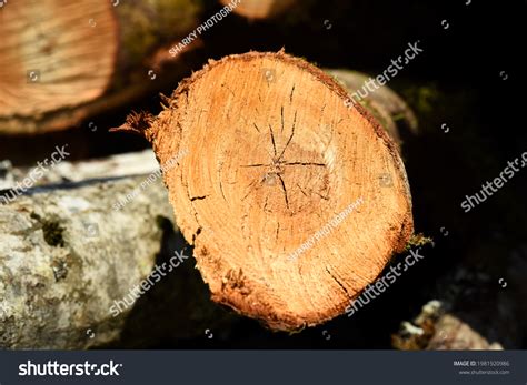 Cross Section Tree Trunk Sawn Wood Stock Photo Shutterstock