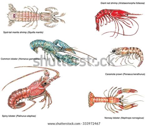 Realistic Illustration Different Species Crustaceans Stock Illustration 333972467