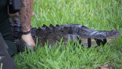 How Common Are Alligator Attacks Fox News