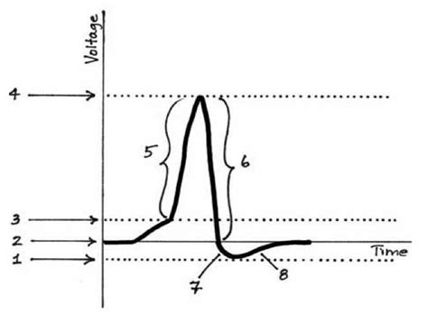Solved Refer To The Action Potential Waveform Drawn Below